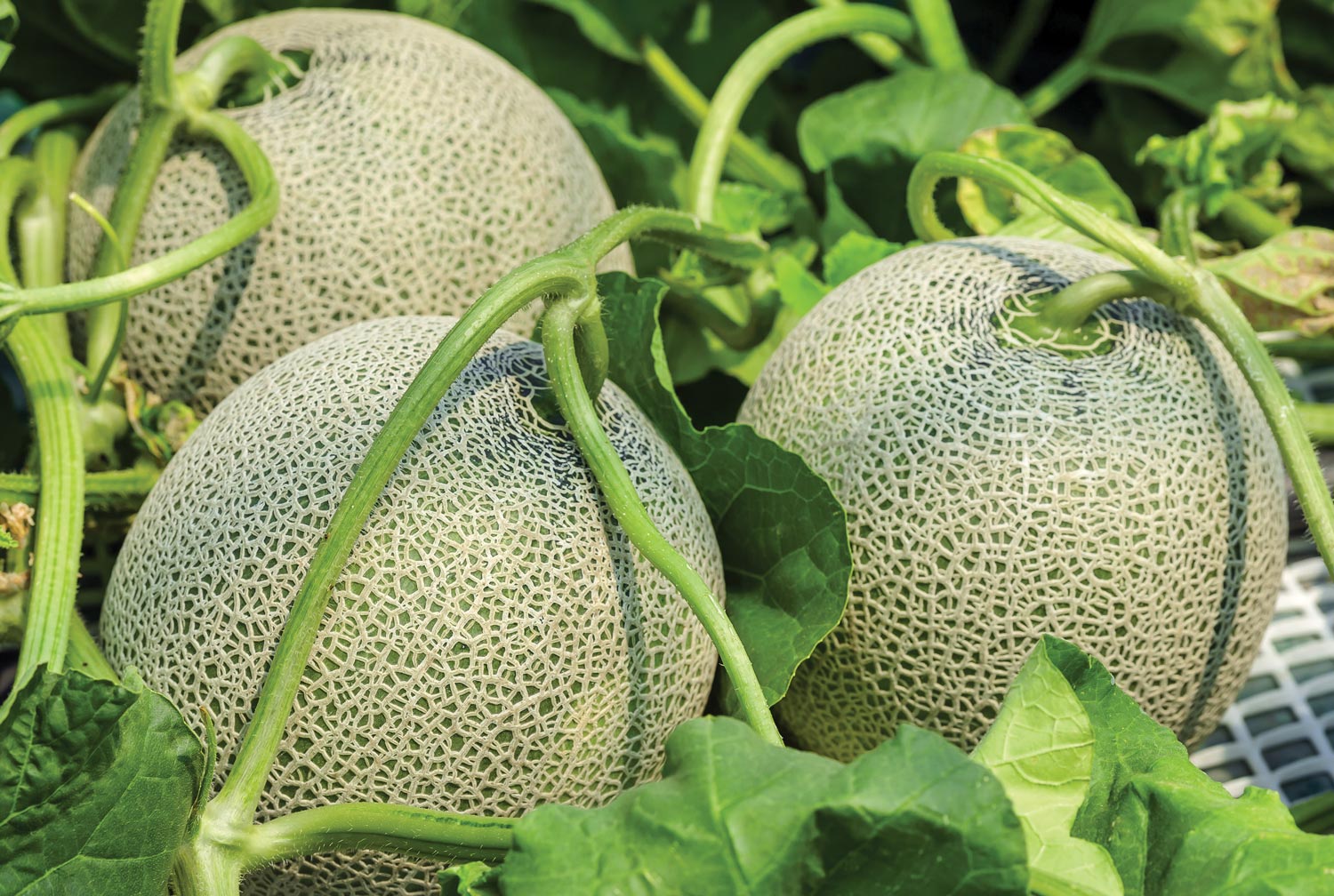 Duwest – Productos para la Agricultura y Ganadería