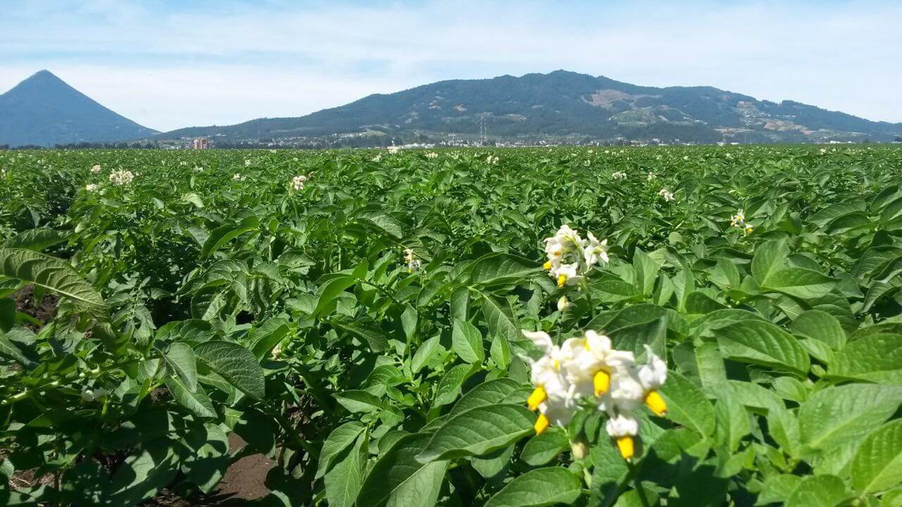 Duwest – Productos para la Agricultura y Ganadería