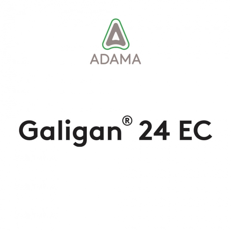Galigan 34 Ec – El Salvador
